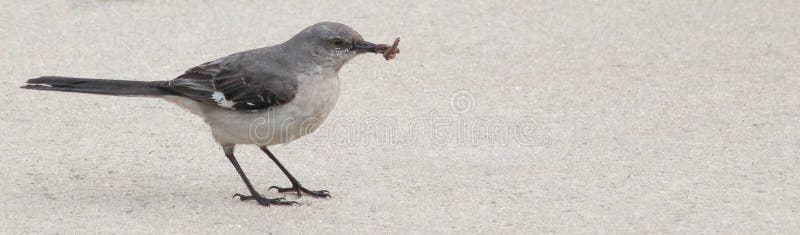Big Problem-Bird w/worm stock image. Image of white, imitates - 54454749