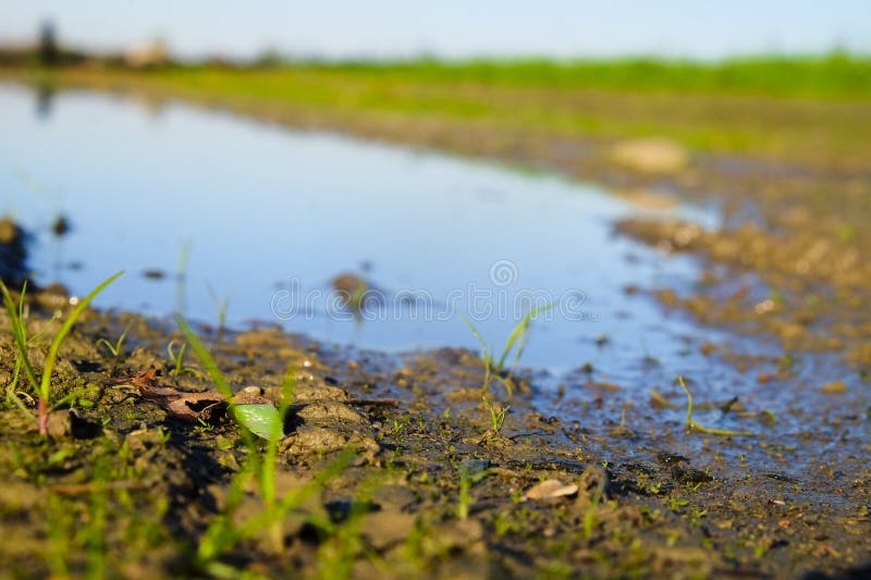 Big Puddle after Flood with Sun Reflection Stock Image - Image of ...