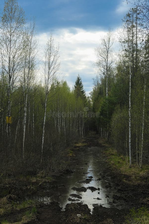 Big Puddle in the Spring Forest Stock Image - Image of tree, spring ...