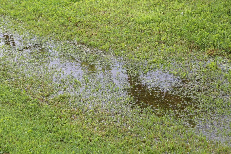 Big puddle in the wetland stock photo. Image of source - 91486532