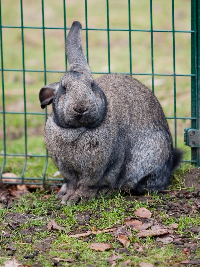 Big puffy rabbit stock photo. Image of playful, tame - 12387446