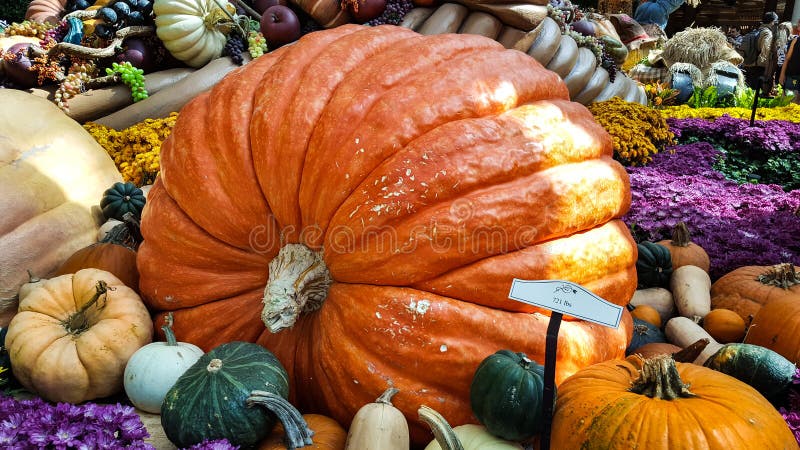 Big Pumpkin stock image. Image of large, vegetable, beauty - 89872895