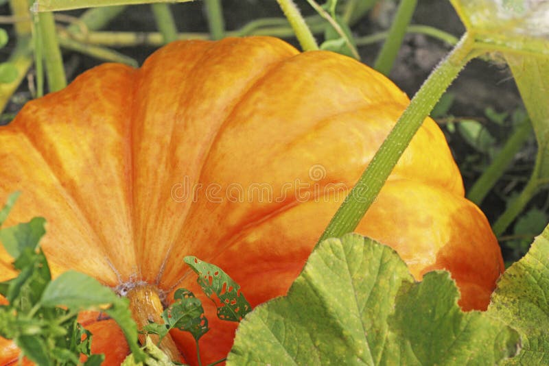 Big pumpkin close-up stock photo. Image of background - 156473038