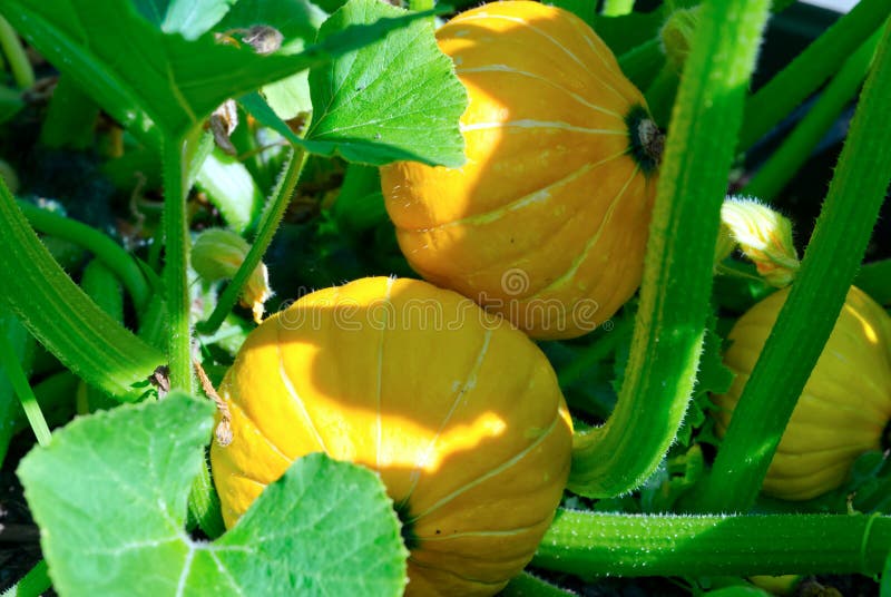 Big Pumpkin Growing on a Pumpkin Patch in a Village Stock Photo - Image ...