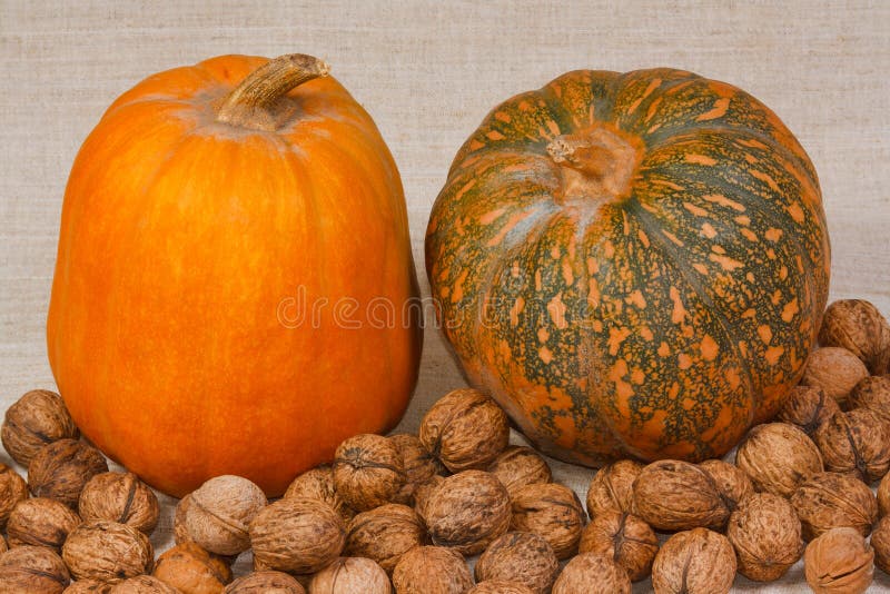 The big pumpkin and nuts stock photo. Image of crop, health - 19993992