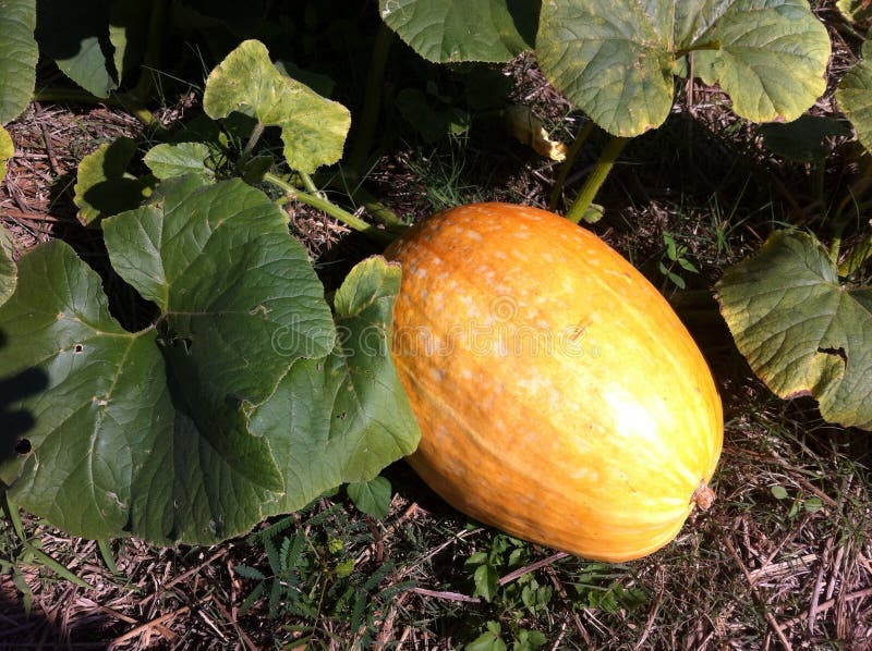 Big pumpkin stock photo. Image of harvest, stalks, orange - 67744180