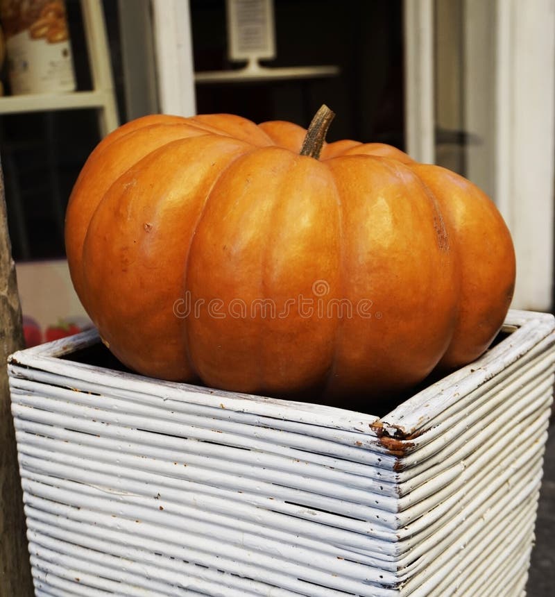 Big pumpkin stock image. Image of seasonal, festive, fruit - 62366113