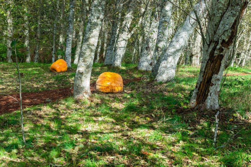 Big Pumpkins in a Grove of Trees Stock Image - Image of country, hiking ...