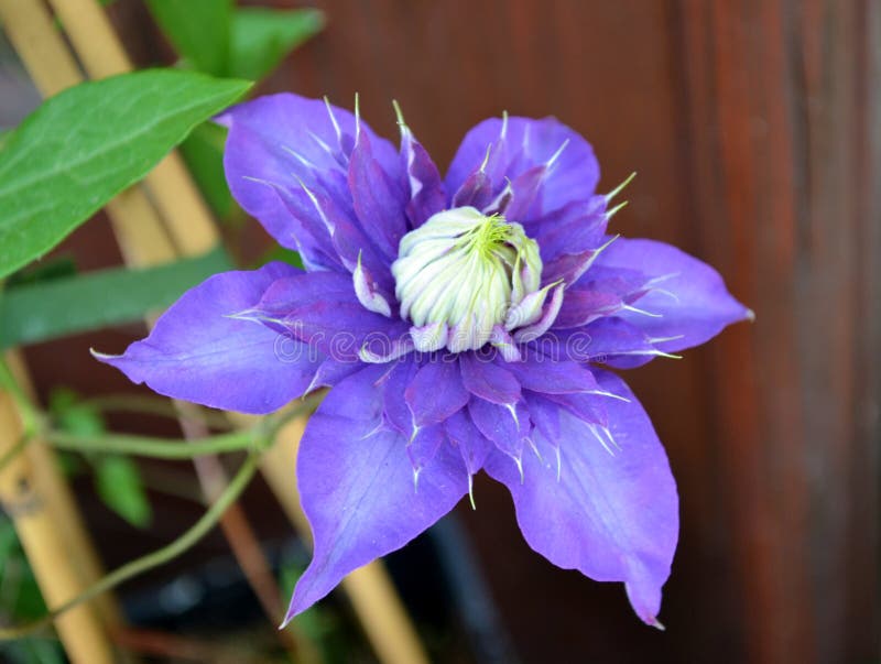 Big purple flower stock image. Image of nature, vine - 32026399