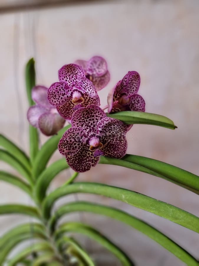 The Big Purple Vanda Orchid Stock Image - Image of purple, beauty ...
