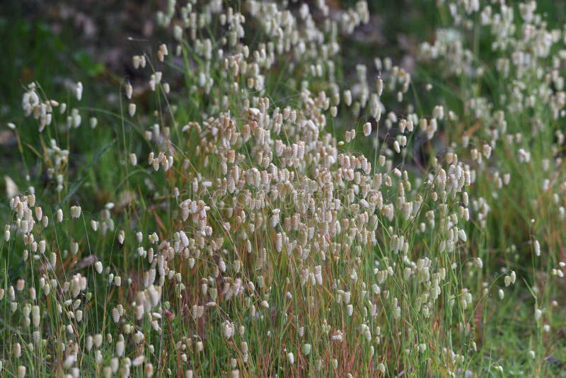 Big quaking grass stock image. Image of quaking, natural - 149406041