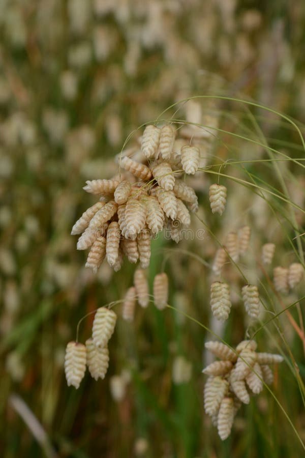 Big quaking grass stock photo. Image of grass, outdoors - 149405996