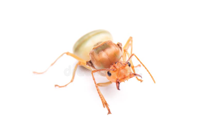 Queen Red Ant. Queen Isolated On White Background Stock Photo - Image ...