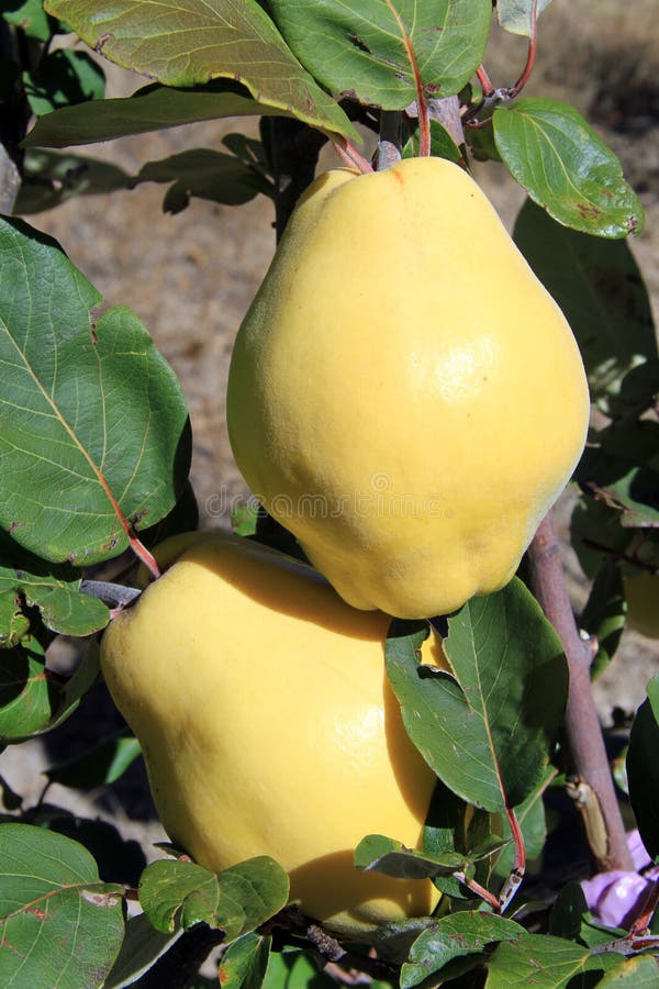 Big quince stock photo. Image of leaves, branch, fruit - 34490850