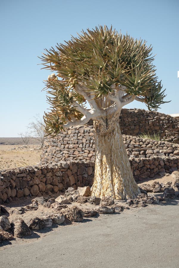 Big quiver tree stock image. Image of quiver, tree, travel - 192947465