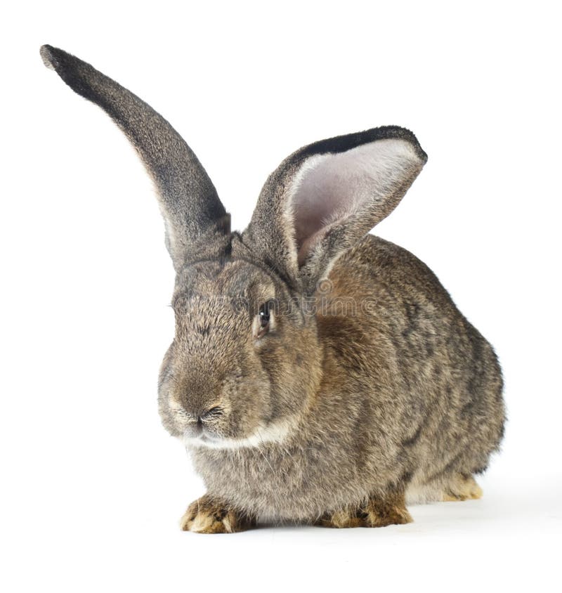 Big red rabbit stock photo. Image of eared, cute, studio - 16685524
