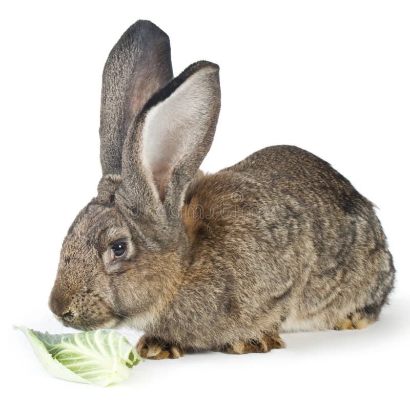 Cute Little Rabbit with a Piece of Green Stock Image - Image of ...