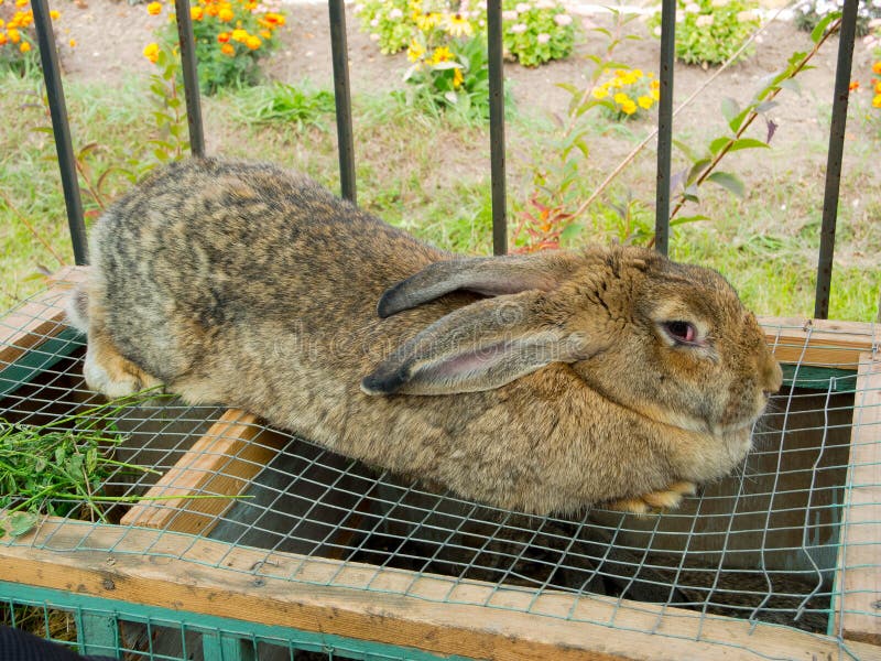 Big rabbit stock photo. Image of cute, homestead, hutch - 26848428