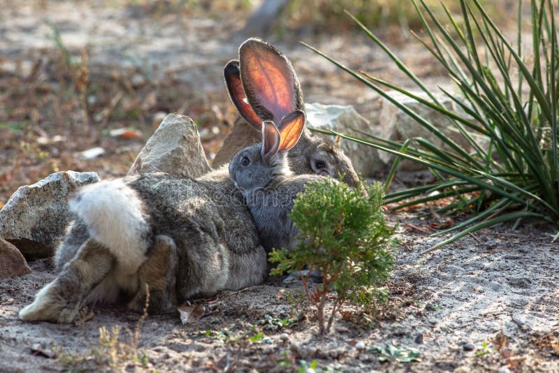 Big Rabbit Dad and Little Rabbit in the Yard Stock Photo - Image of ...