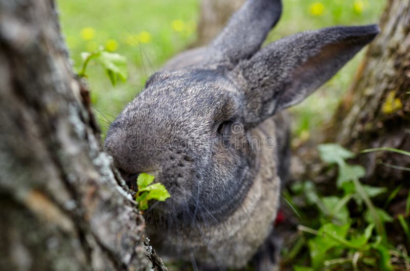 Big rabbit in forest. stock image. Image of abstract - 220659997