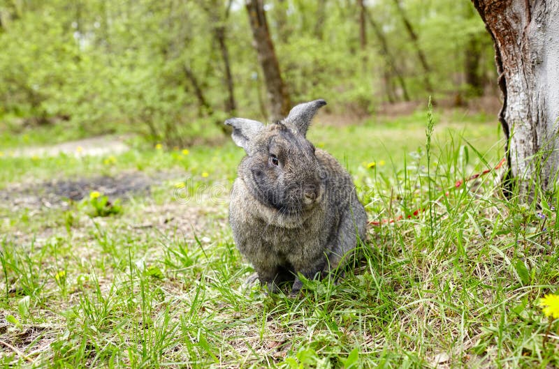 Big rabbit in forest. stock photo. Image of outdoors - 220660004