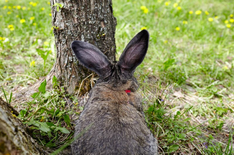 Big rabbit in forest. stock image. Image of beautiful - 221473741