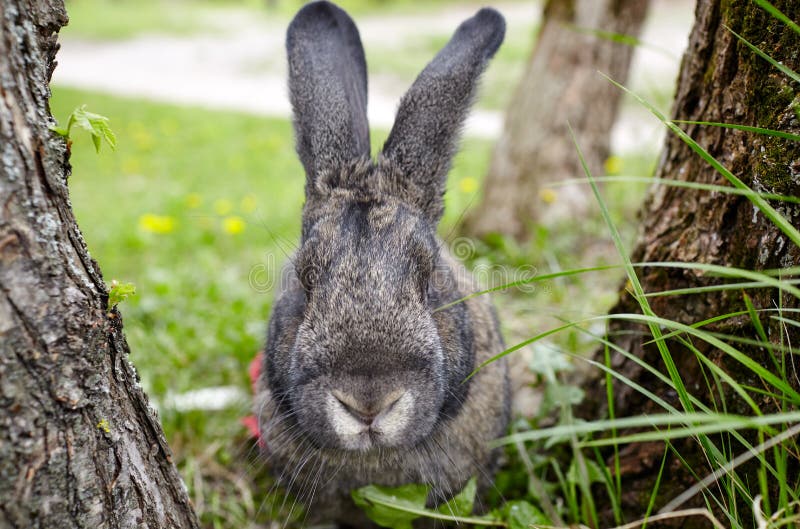 Lovely and Lively Bunny in Nature Stock Image - Image of abstract ...