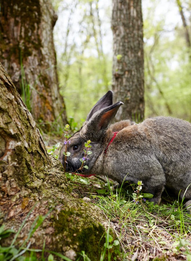 Lovely and Lively Bunny in Nature Stock Photo - Image of outdoors ...