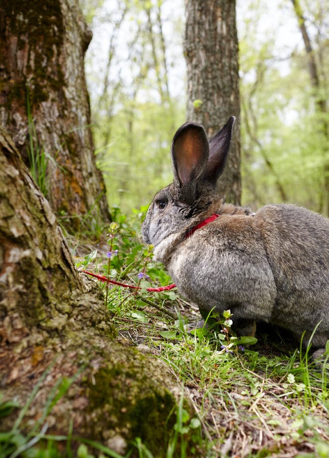 Big rabbit in forest stock photo. Image of decorative - 225925568