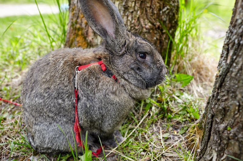 Lovely and Lively Bunny in Nature Stock Photo - Image of abstract, ears ...