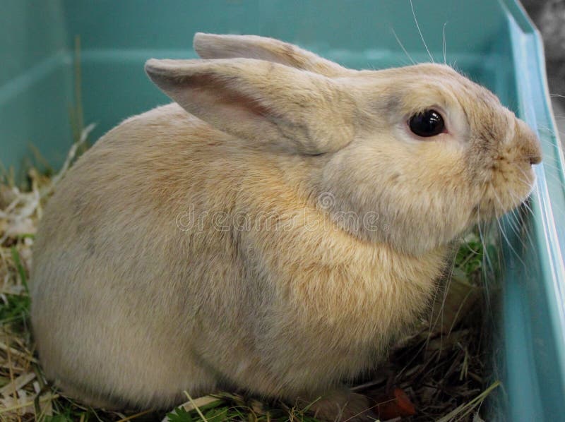 Big Rabbit is Standing in the Plastic Box with Hay Stock Image - Image ...