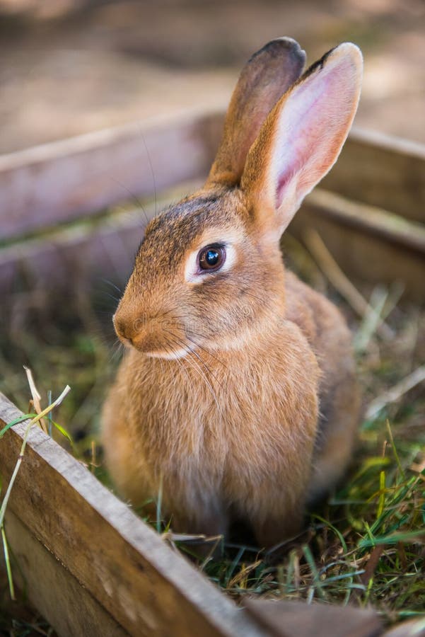 Big Rabbit is Standing in the Wooden Box with Hay. Stock Image - Image ...