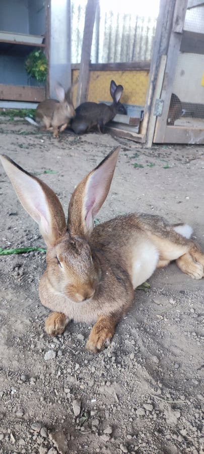 Big Rabbit, Three Months of Life Stock Image - Image of three, months ...