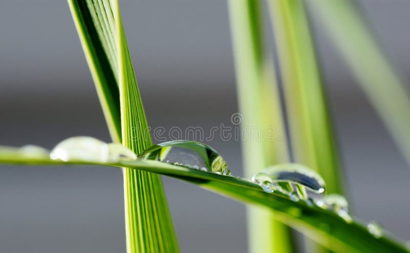 Big rain drops on leaf stock image. Image of drops, rain - 72014669