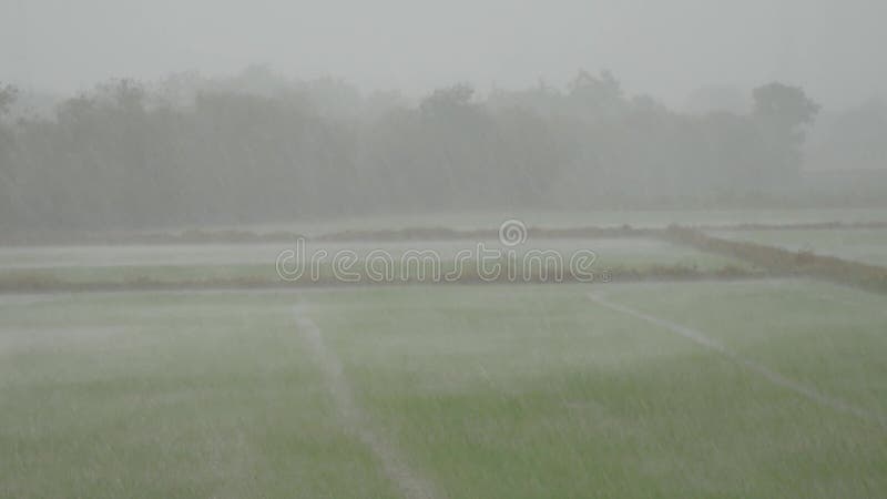 Big Rain Storm in Rice Field Stock Footage - Video of environment, rain ...