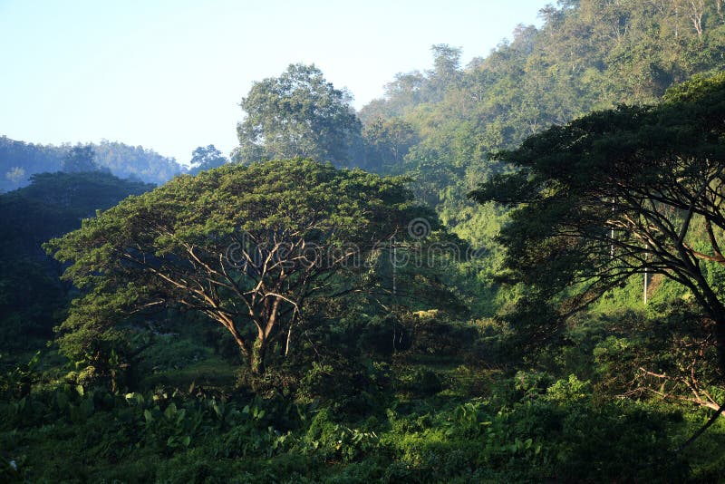 Big Rain Tree in Rainforest, Chiang Mai, Thailand Stock Image - Image ...