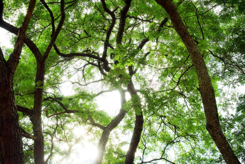 Big Rain Tree Samanea Saman with Sunlight, View from Below, Nature ...