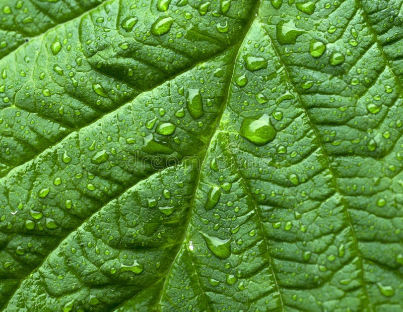 Big Raindrops on a Green Leaf Stock Image - Image of bright, beauty ...