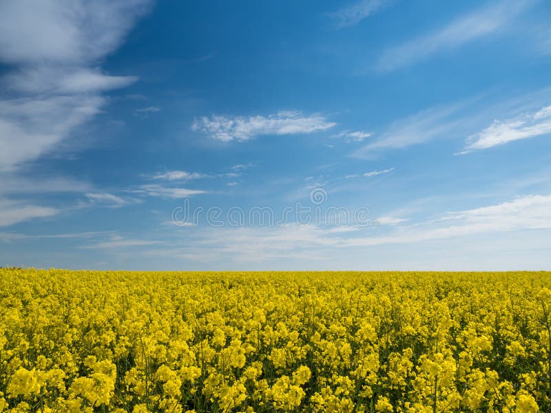 Big Field and Some Clouds at the Sky Stock Image - Image of clouds ...