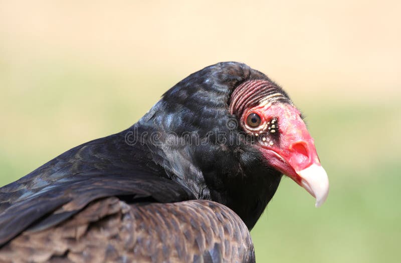 Big raptor stock photo. Image of power, turkey, quebec - 25517480