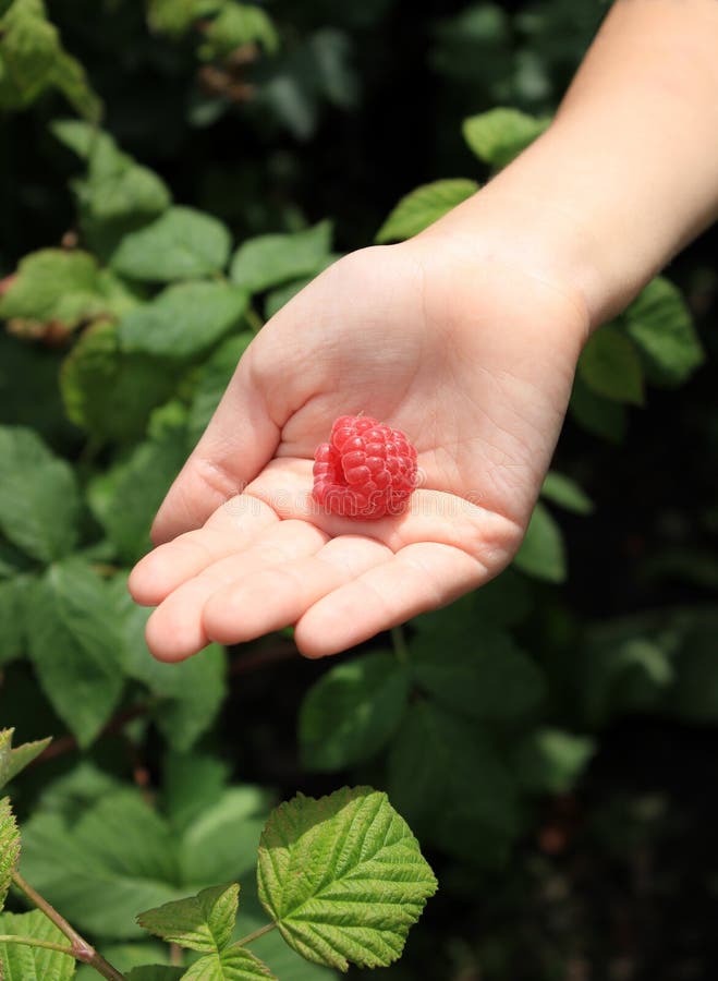 Big Raspberry on Child S Palm Stock Image - Image of lying, raspberry ...