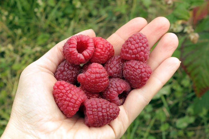 Ripe raspberry stock image. Image of detailed, raspberry - 15697061