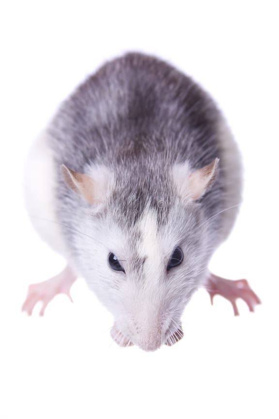 Big rat stock image. Image of white, pest, animal, domestic - 11354381
