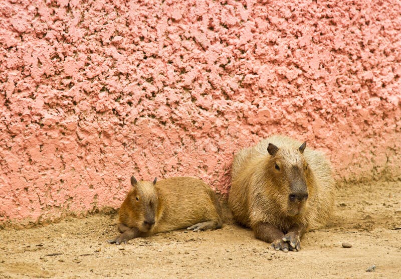 Big rat stock image. Image of animal, life, mammal, wall - 25248755