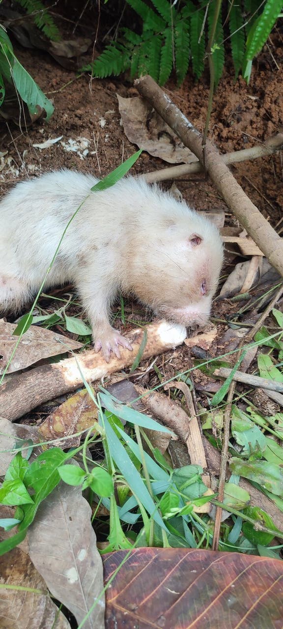 The Big Rat is Eating Tree Roots Stock Photo - Image of whiskers ...