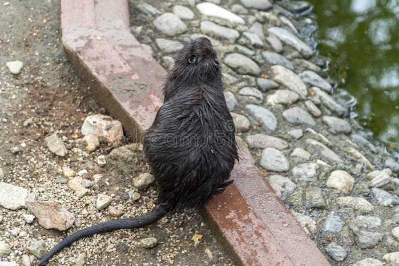 Big rat on the ground stock photo. Image of lake, species - 145760624