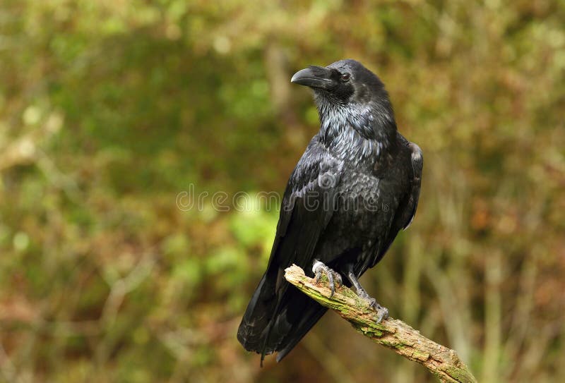 Big raven stock photo. Image of sparrow, falconry, feather - 61110596