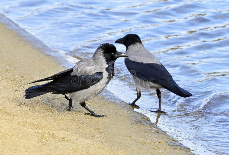 Raven on shore stock photo. Image of pond, lake, zoology - 317549176