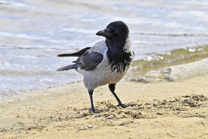 Raven on shore stock photo. Image of tail, river, fauna - 318506432