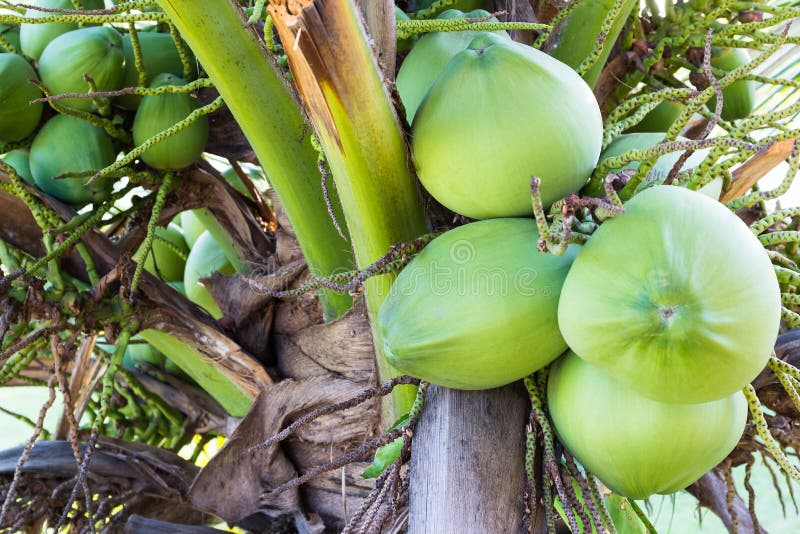Big raw coconuts. stock image. Image of close, macro - 98764647